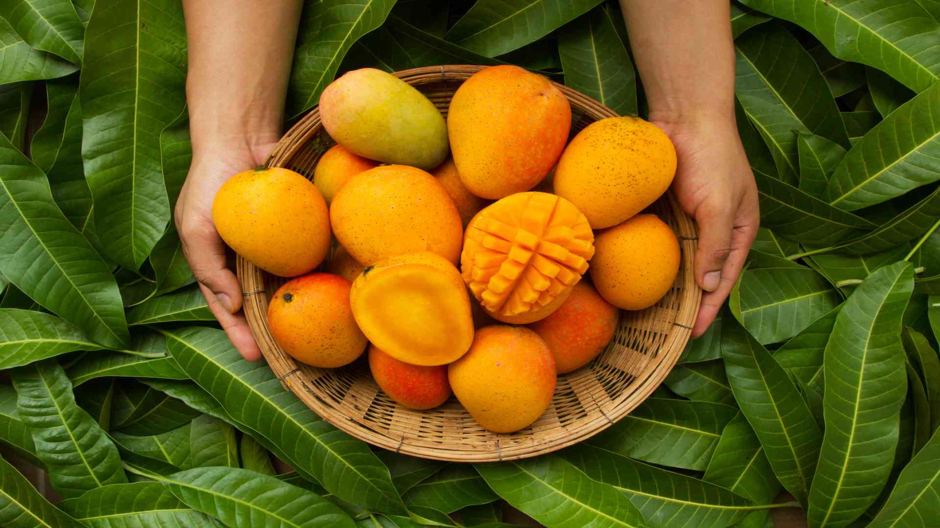 Boron Benefits Mango Fruit Yields And Quality Borates Today