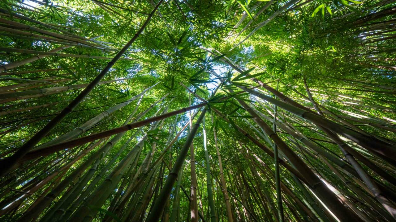 Bamboo Tree Treatment with Borax-Boric Acid | Borates Today